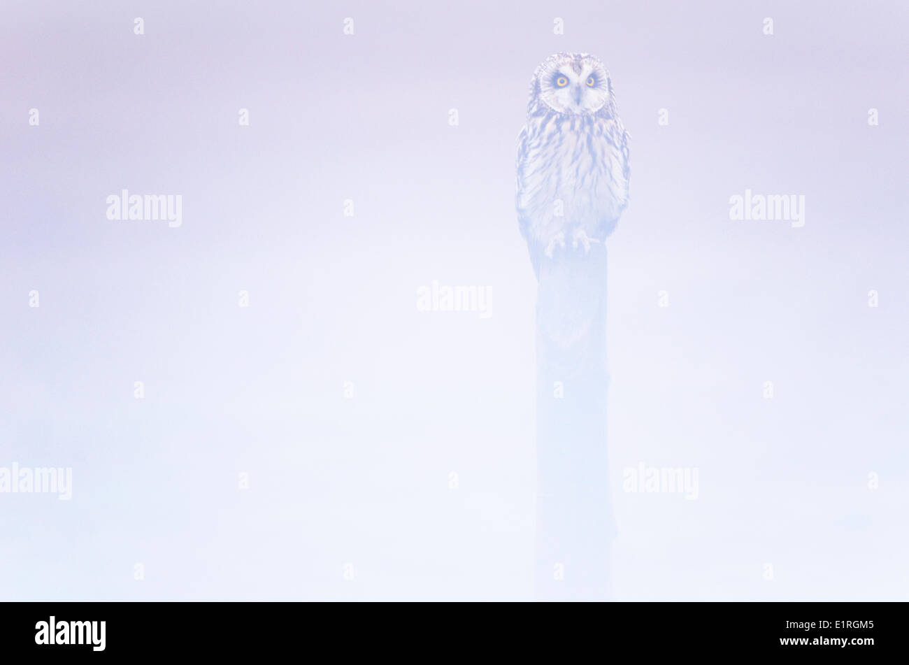 Owl mist hi-res stock photography and images - Alamy