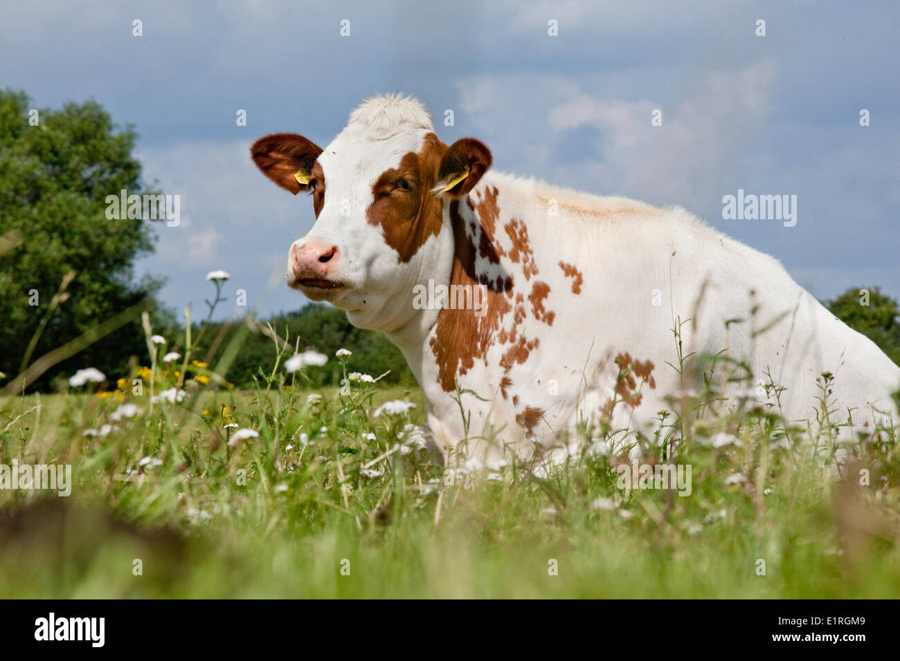 Extensive cattle hi-res stock photography and images - Alamy