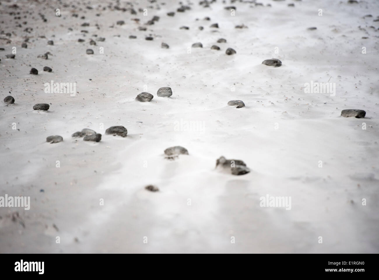 washed up clay on a beach in the Dutch delta Stock Photo - Alamy