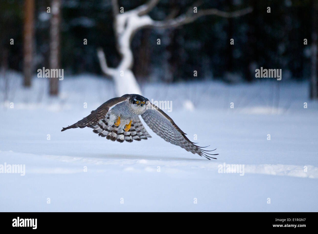 Goshawk flying hi-res stock photography and images - Alamy