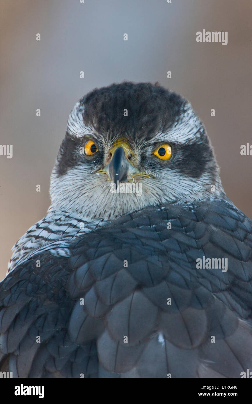 Goshawk (female) portrait in Northern-Sweden Stock Photo - Alamy