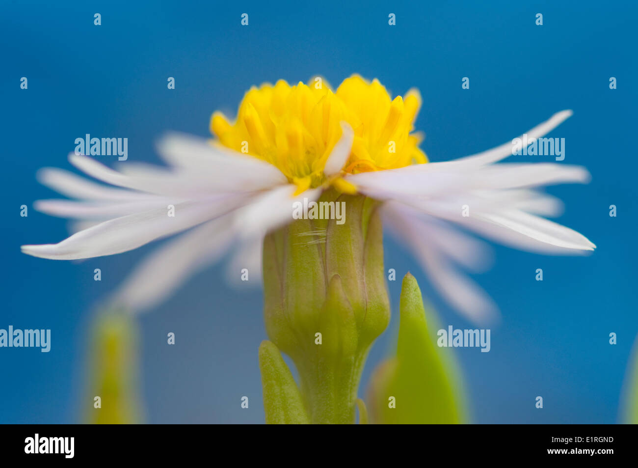 Sea aster aster tripolium hi-res stock photography and images - Alamy
