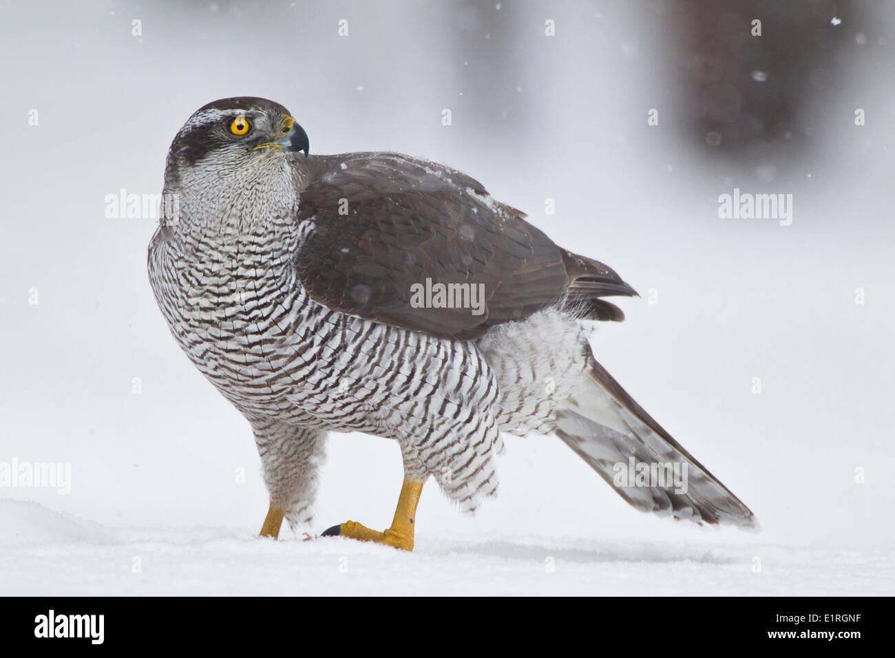 Goshawk (female) with prey in a snow landscape in Northern-Sweden Stock ...