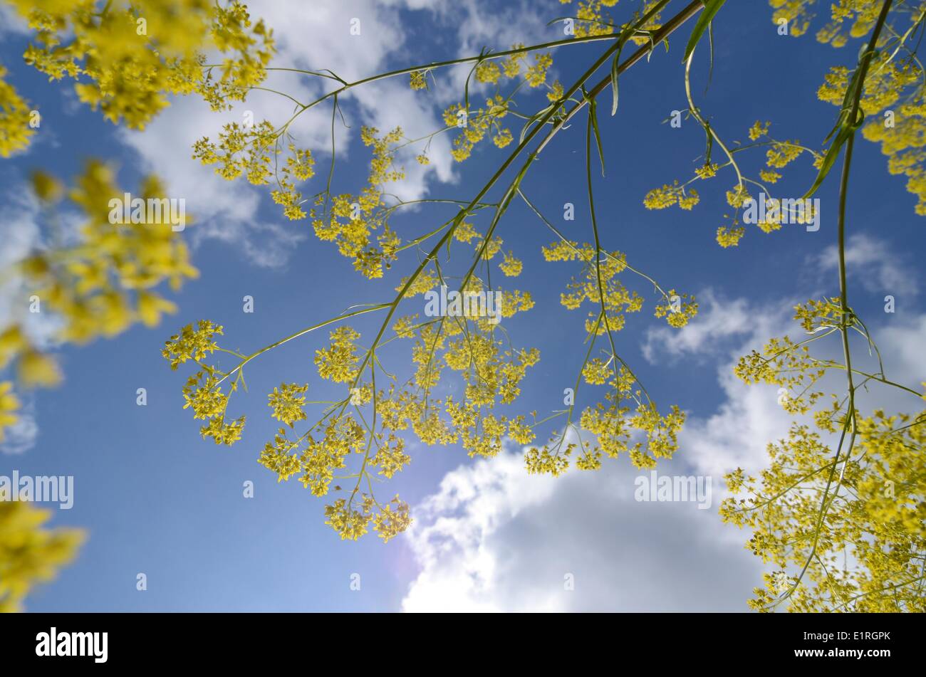 The woad plant and its dye hi-res stock photography and images - Alamy