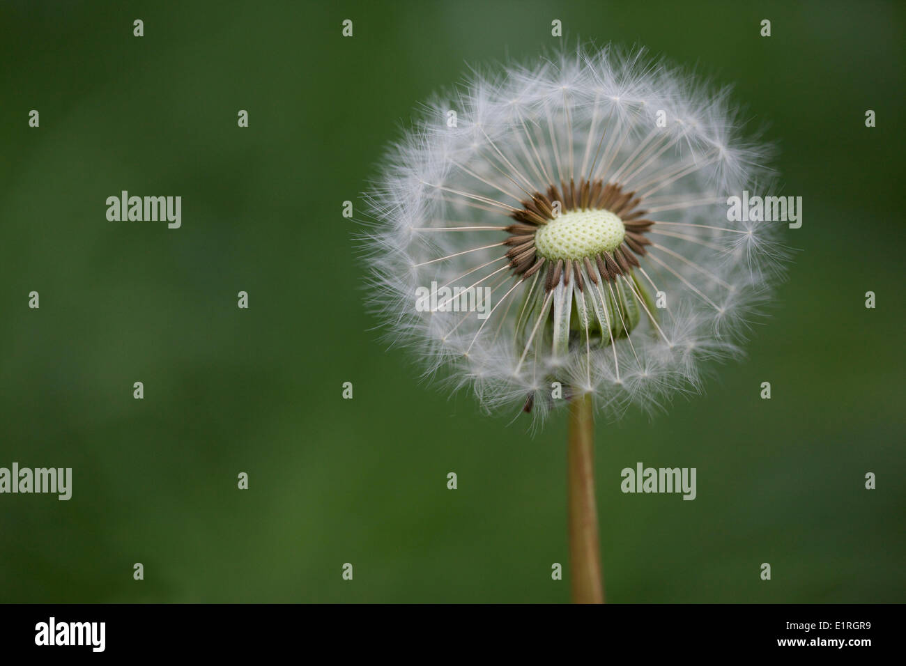 The blowball of a Common Dandelion Stock Photo - Alamy