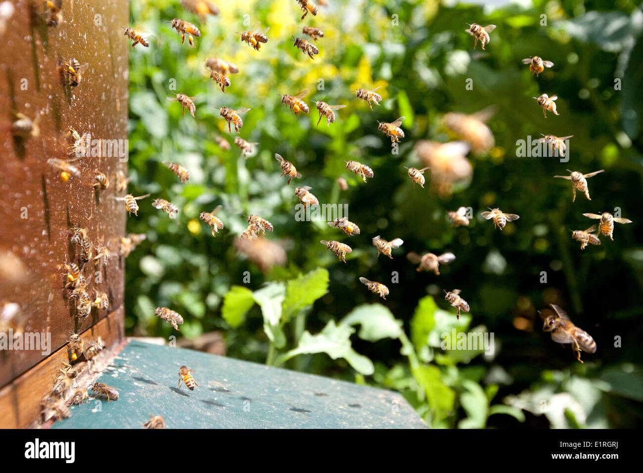 Western honey bees (Apis mellifera) near their beehive Stock Photo - Alamy