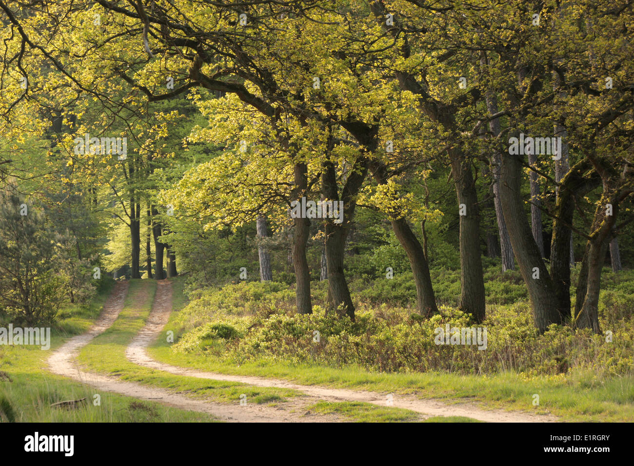 Forest path in an oak forest with billberry Stock Photo - Alamy