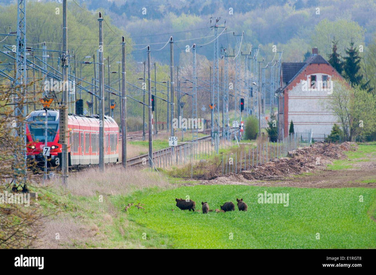 wild boar in a wheat field looking at a passing train Stock Photo - Alamy