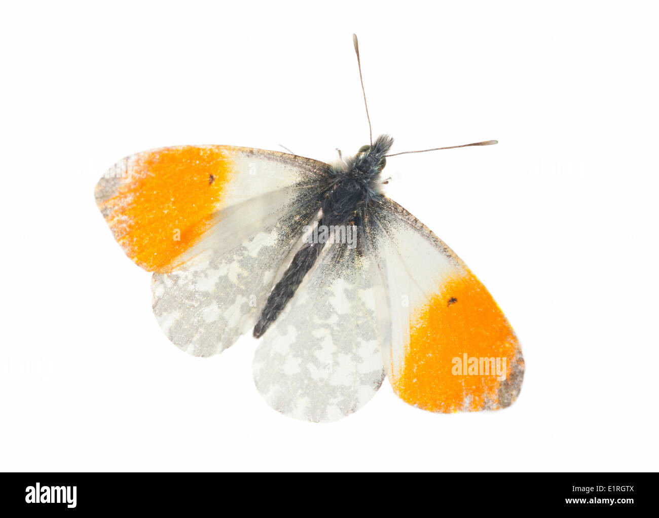 rendered photo of a orange tip on a white background Stock Photo - Alamy