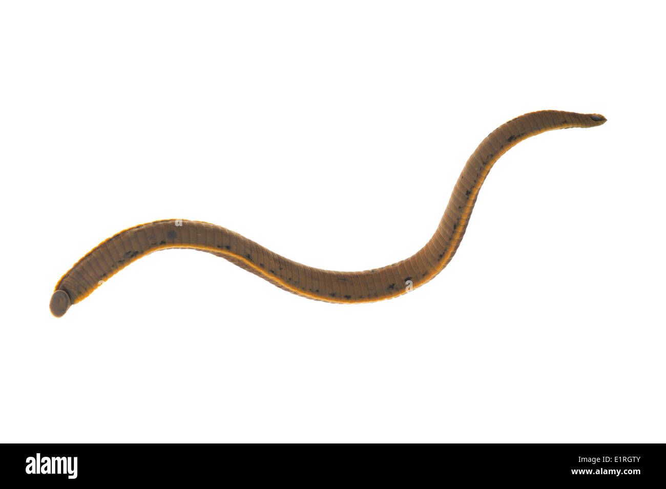 Horse leech Cut Out Stock Images & Pictures - Alamy