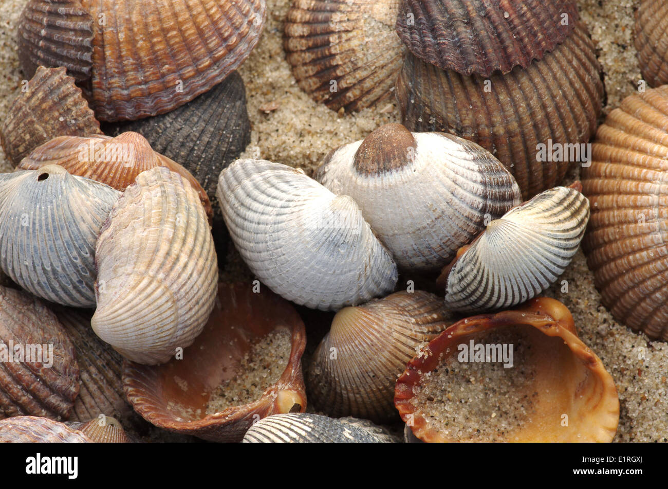 Cockle beach hi-res stock photography and images - Alamy