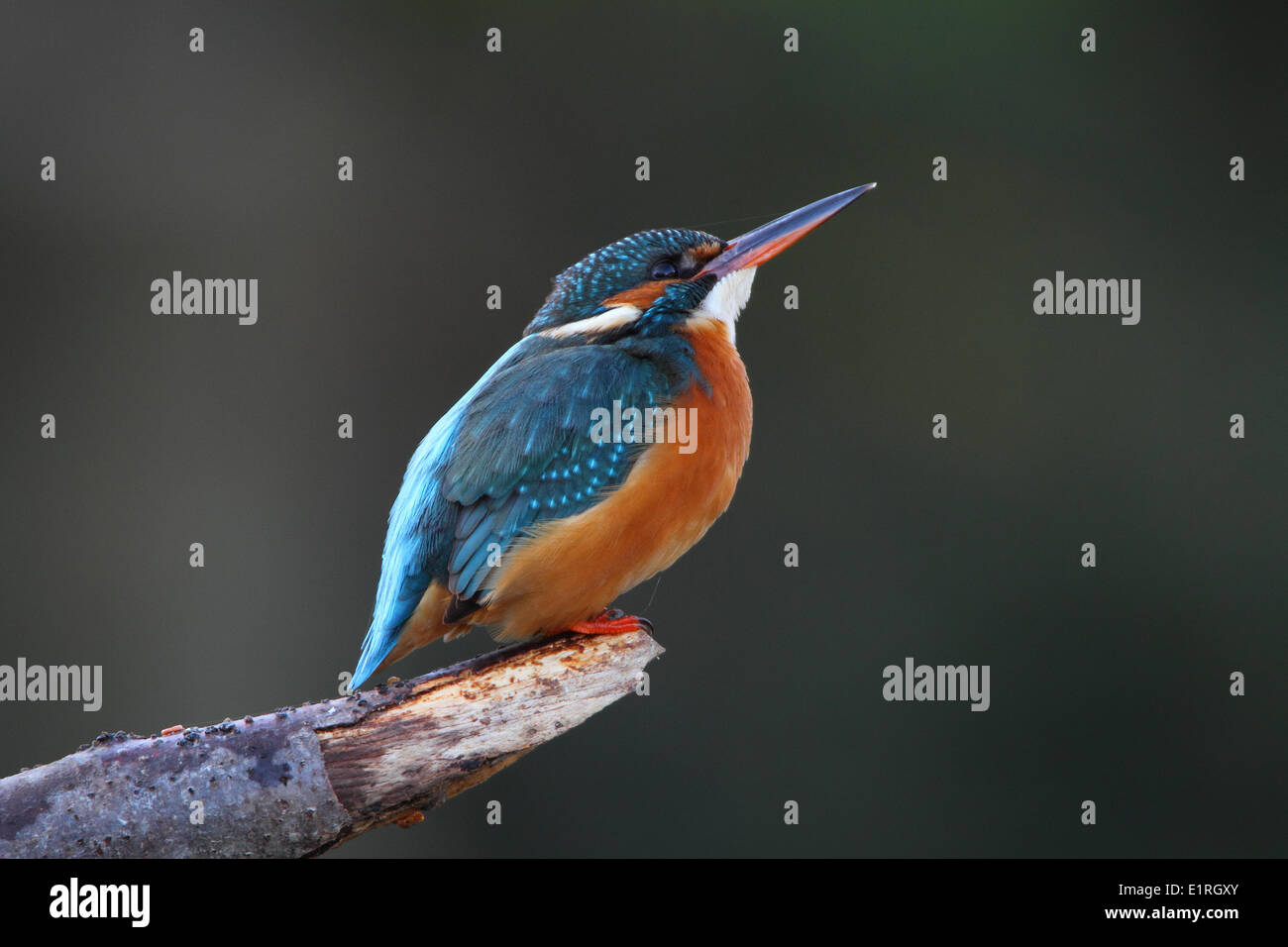 kingfisher, looking for danger Stock Photo - Alamy