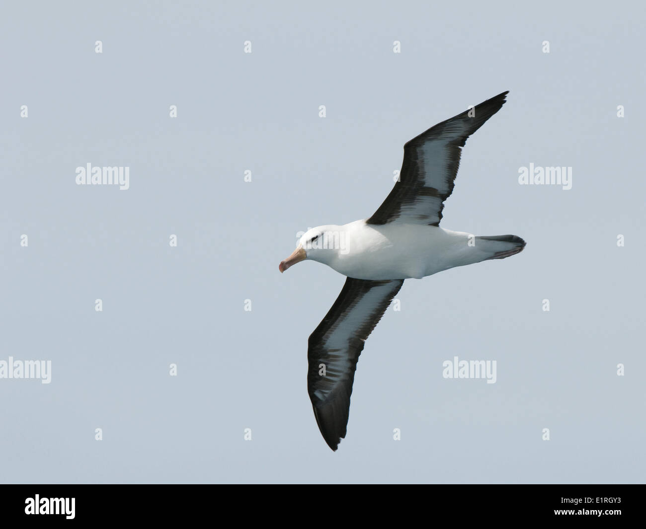 On the South Atlantic Ocean our ship (MV Plancius) is being followed by ...
