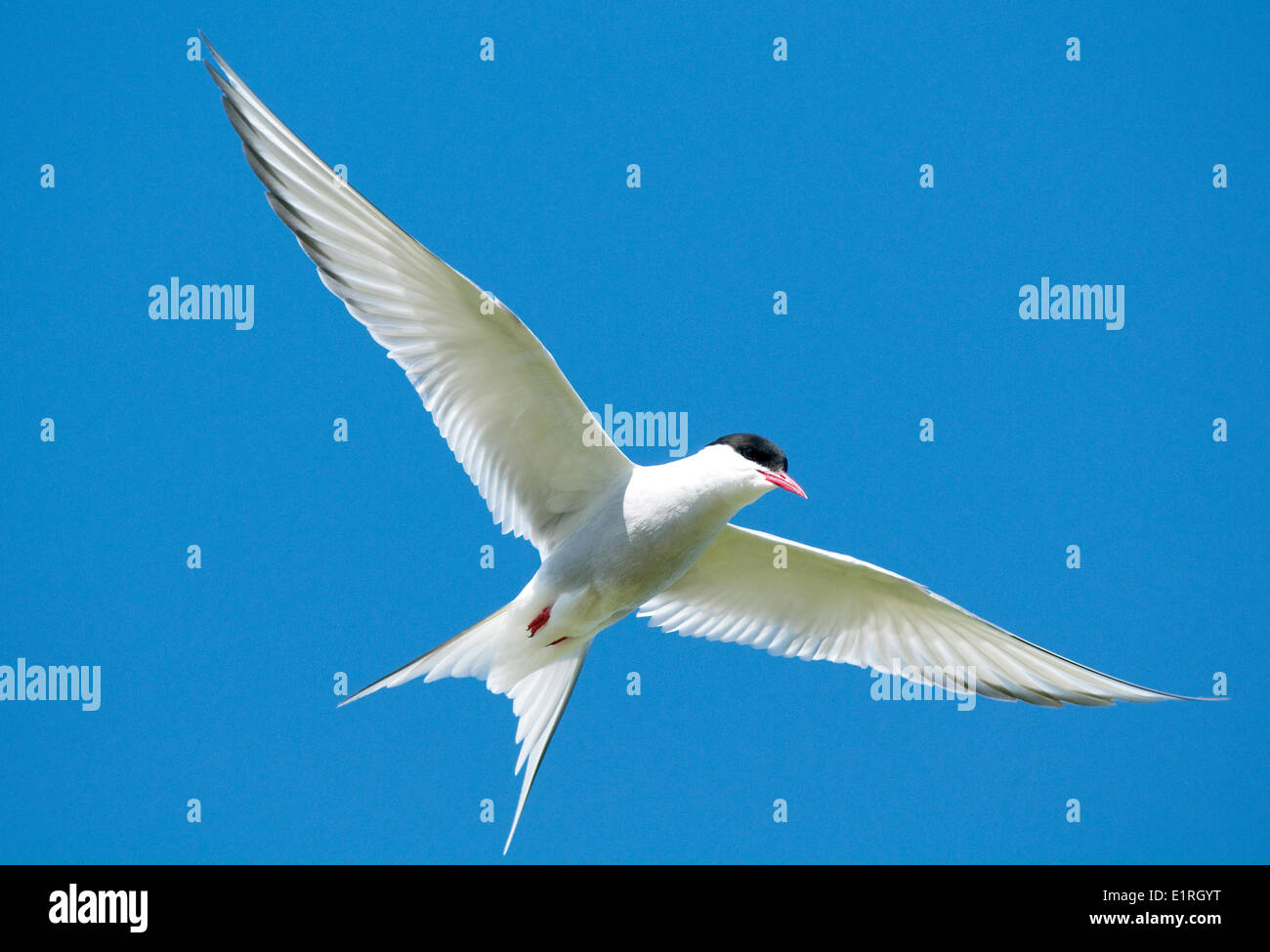 An Arctic Tern in flight Stock Photo - Alamy