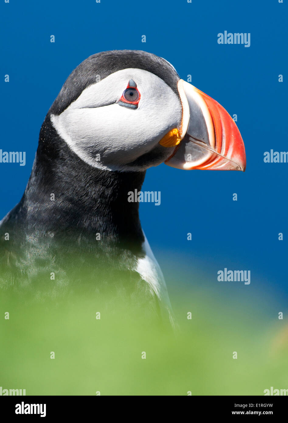 Side view of a puffin Stock Photo - Alamy