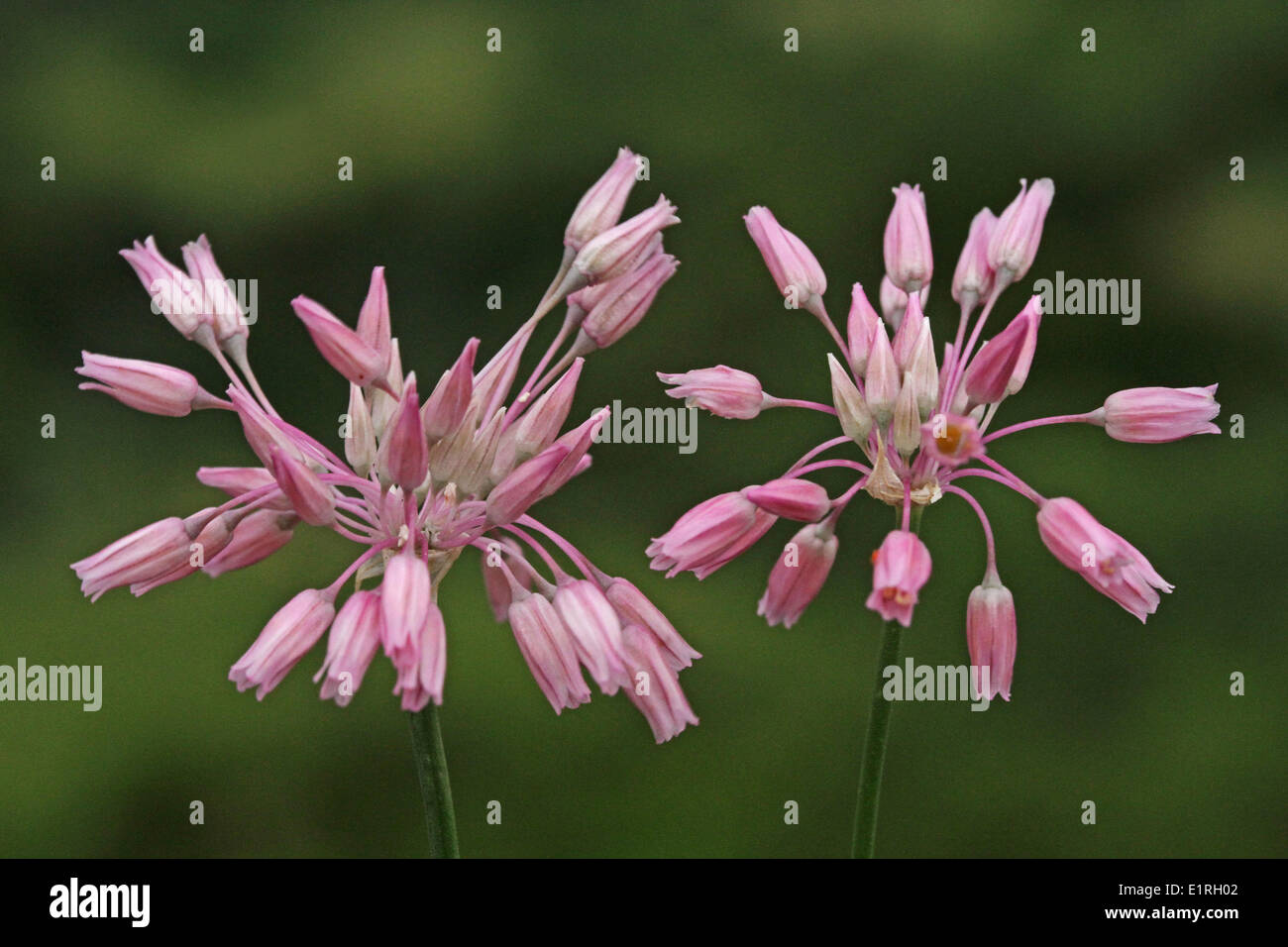 Keeled flowers hi-res stock photography and images - Alamy