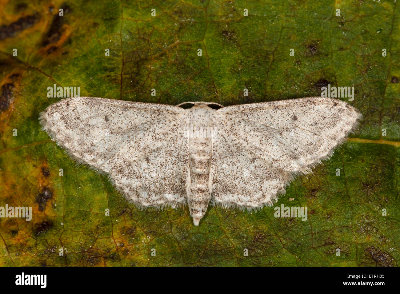 Wave leaf hi-res stock photography and images - Alamy