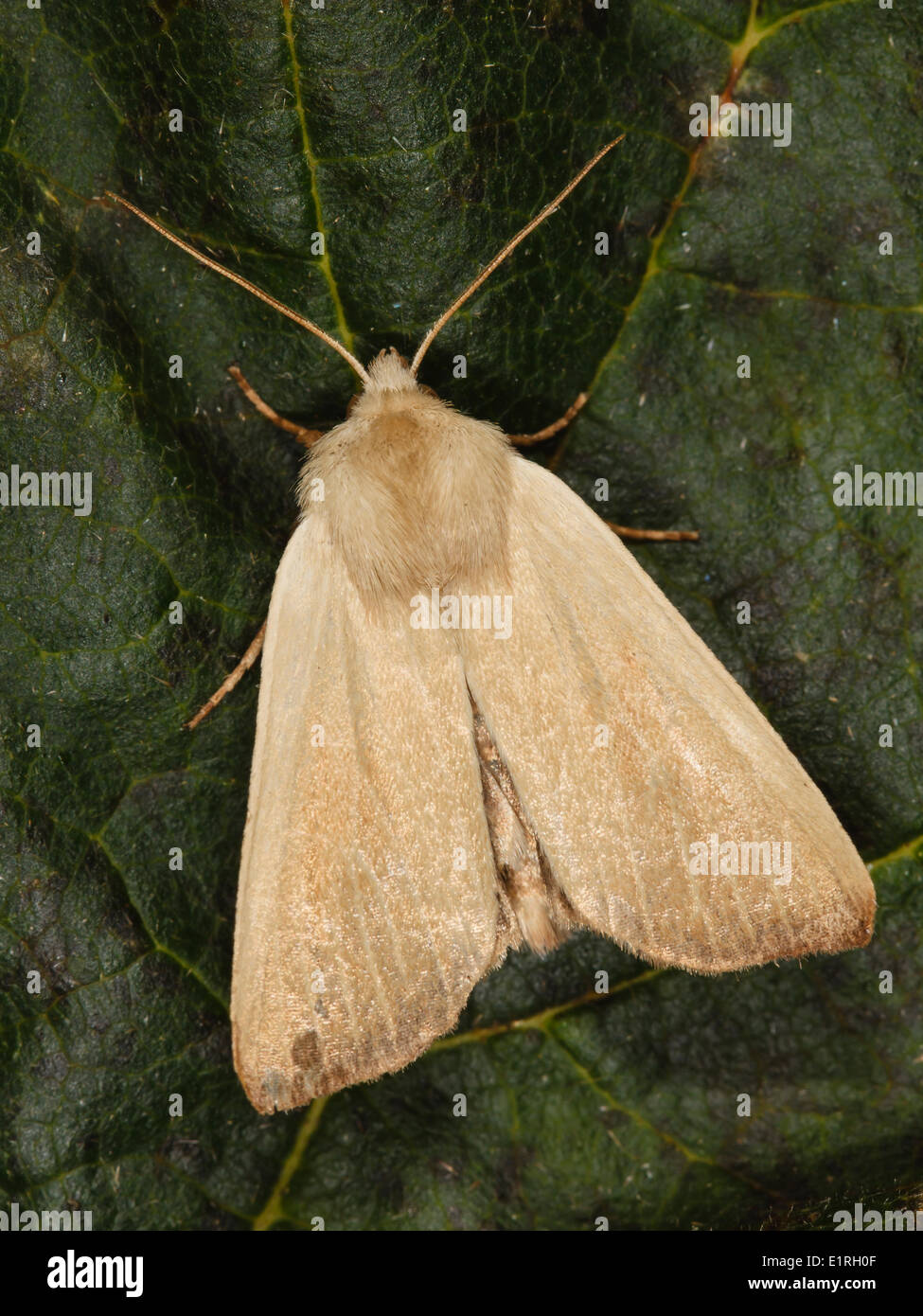 Fen Wainscot (Arenostola phragmitidis) on a dark green leaf Stock Photo ...
