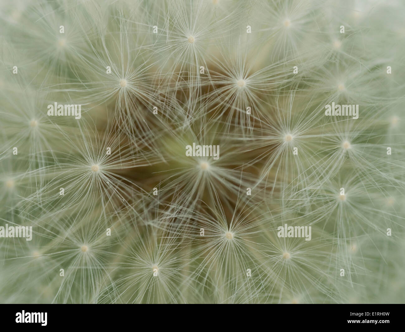 Overblown flowers hi-res stock photography and images - Alamy