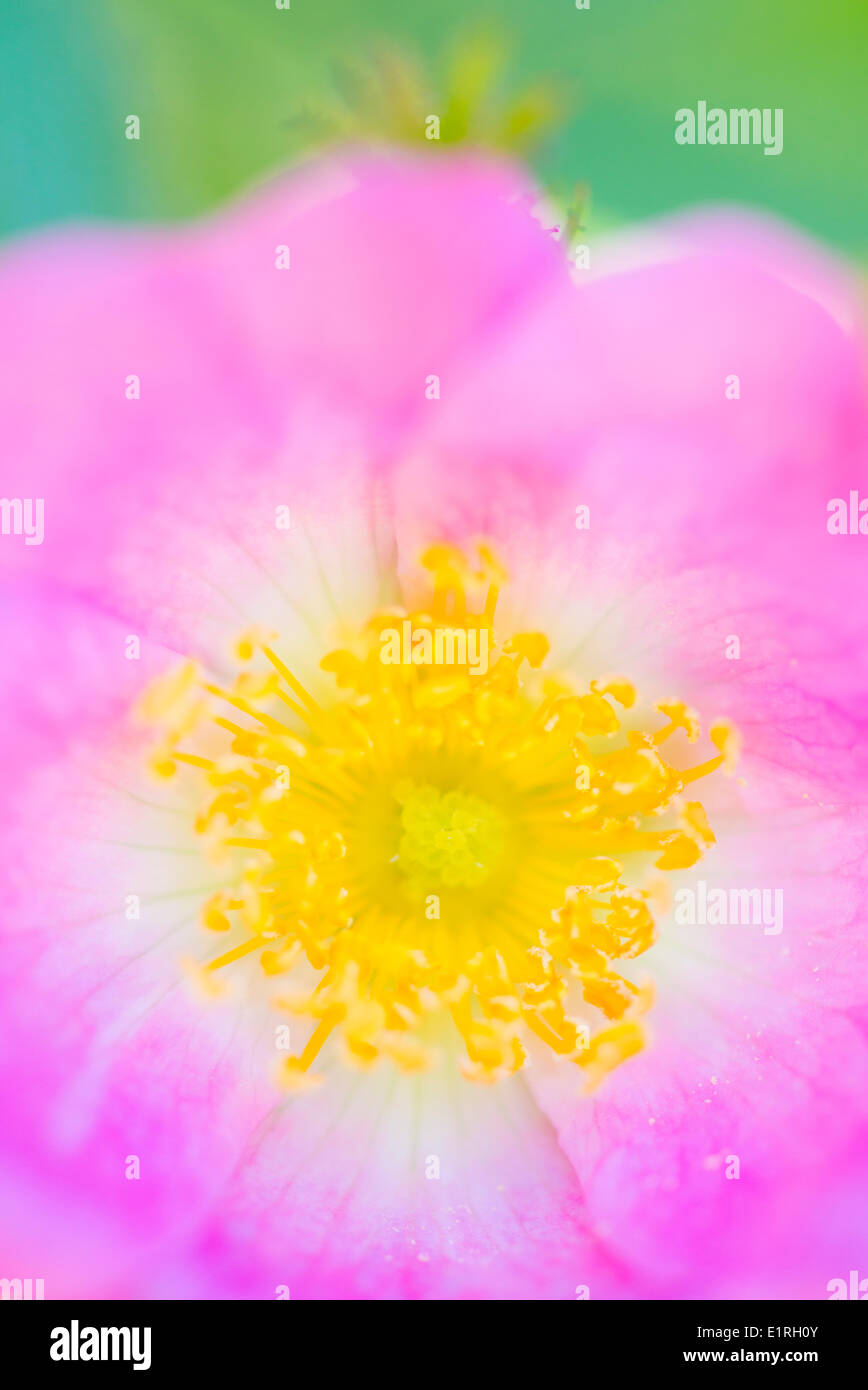 Common dog rose hi-res stock photography and images - Alamy