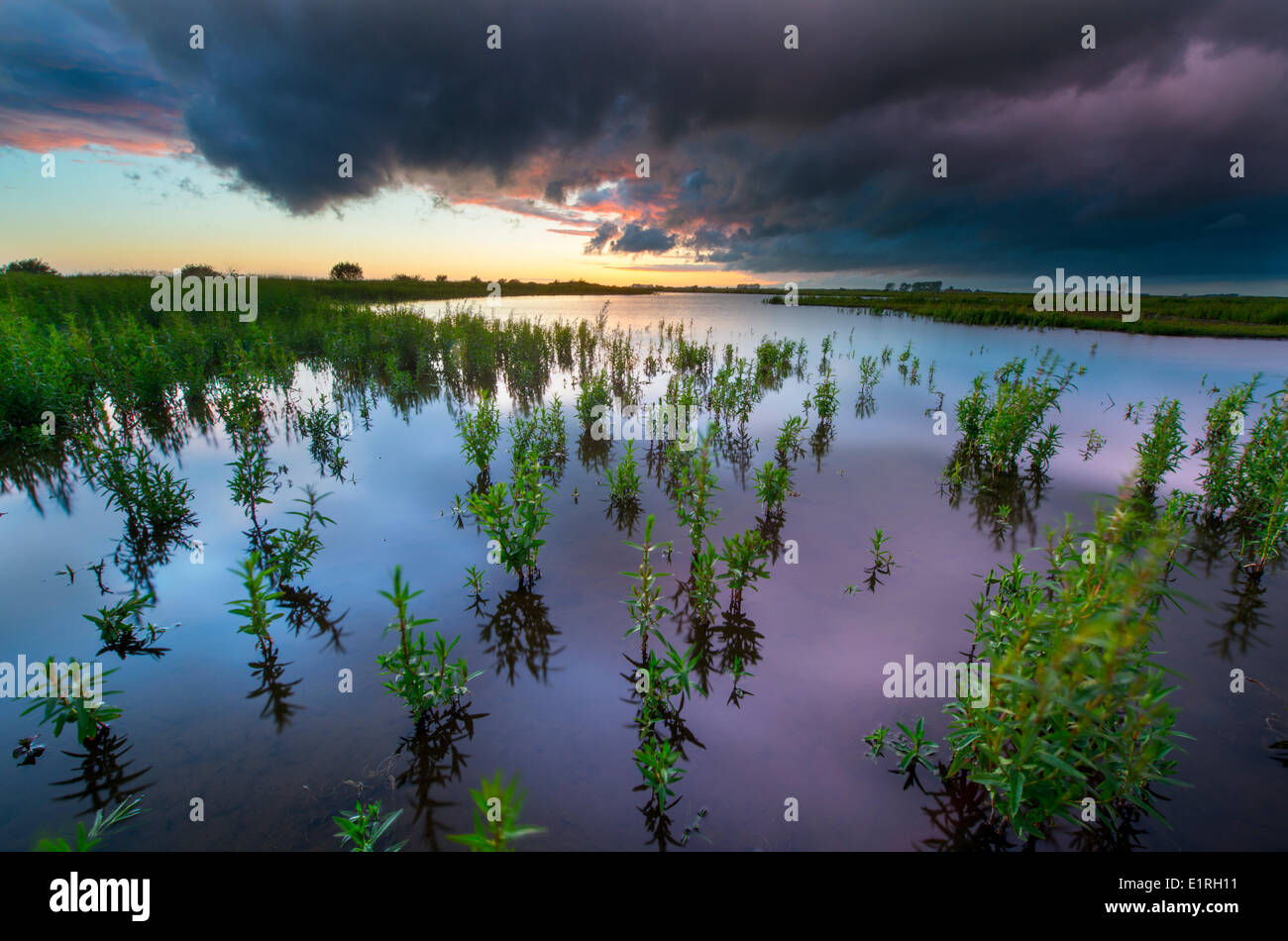 seasonal marshland along the haringvliet river in the Dutch delta after ...