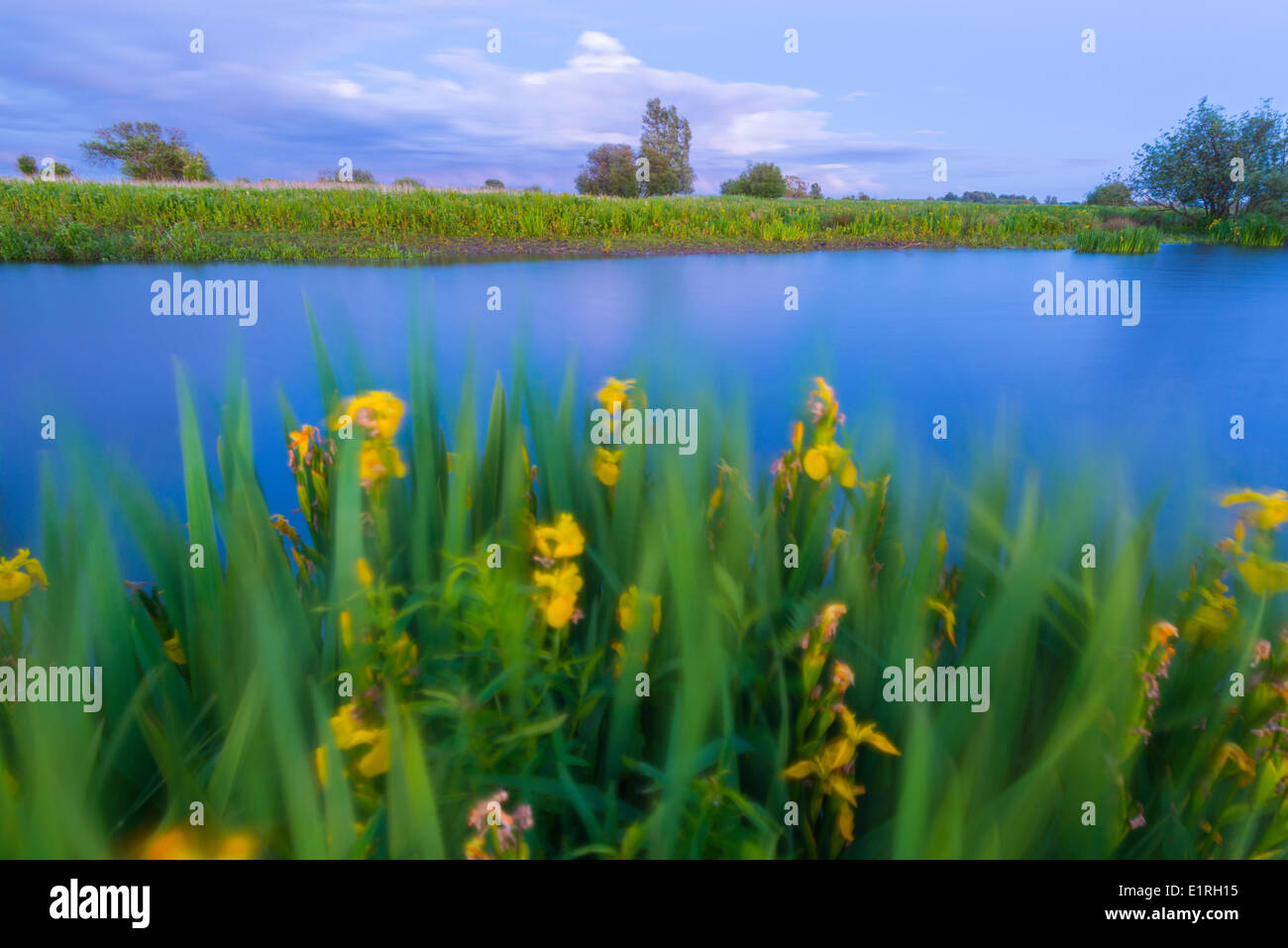 marshland along the haringvliet river in the Dutch delta after sunset ...