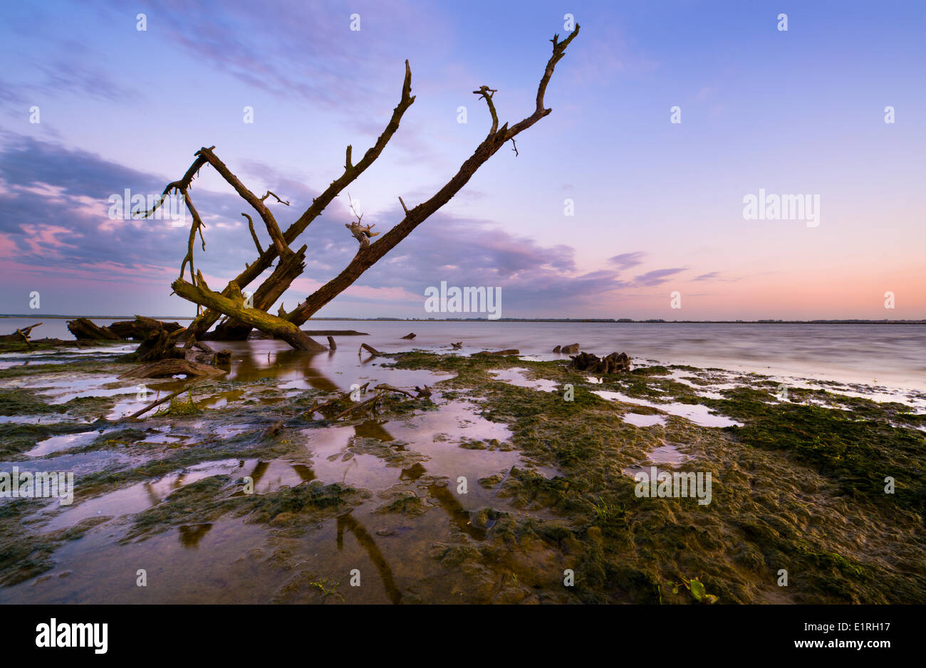 Dutch tree hi-res stock photography and images - Alamy