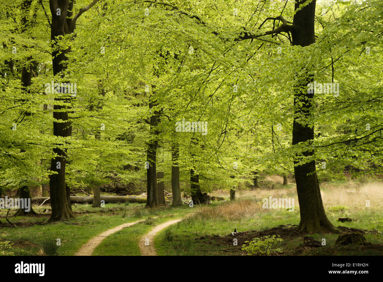 Beech reserve at spring Stock Photo - Alamy