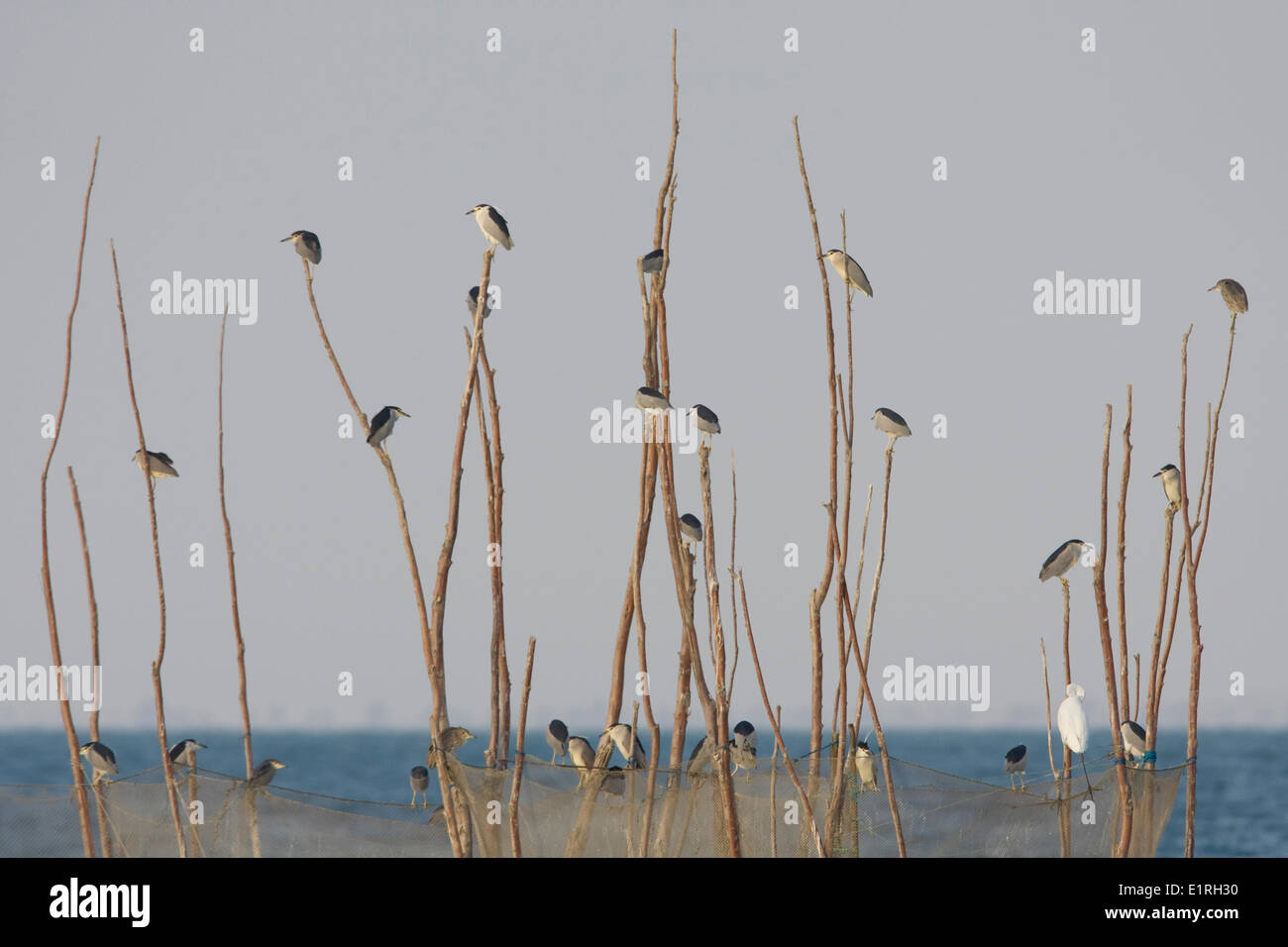 Black-crowned Night-Heron with fishing gear Stock Photo - Alamy