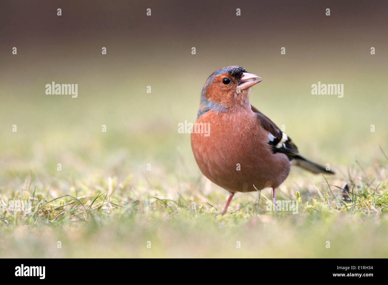 Chaffinch in nature hi-res stock photography and images - Alamy