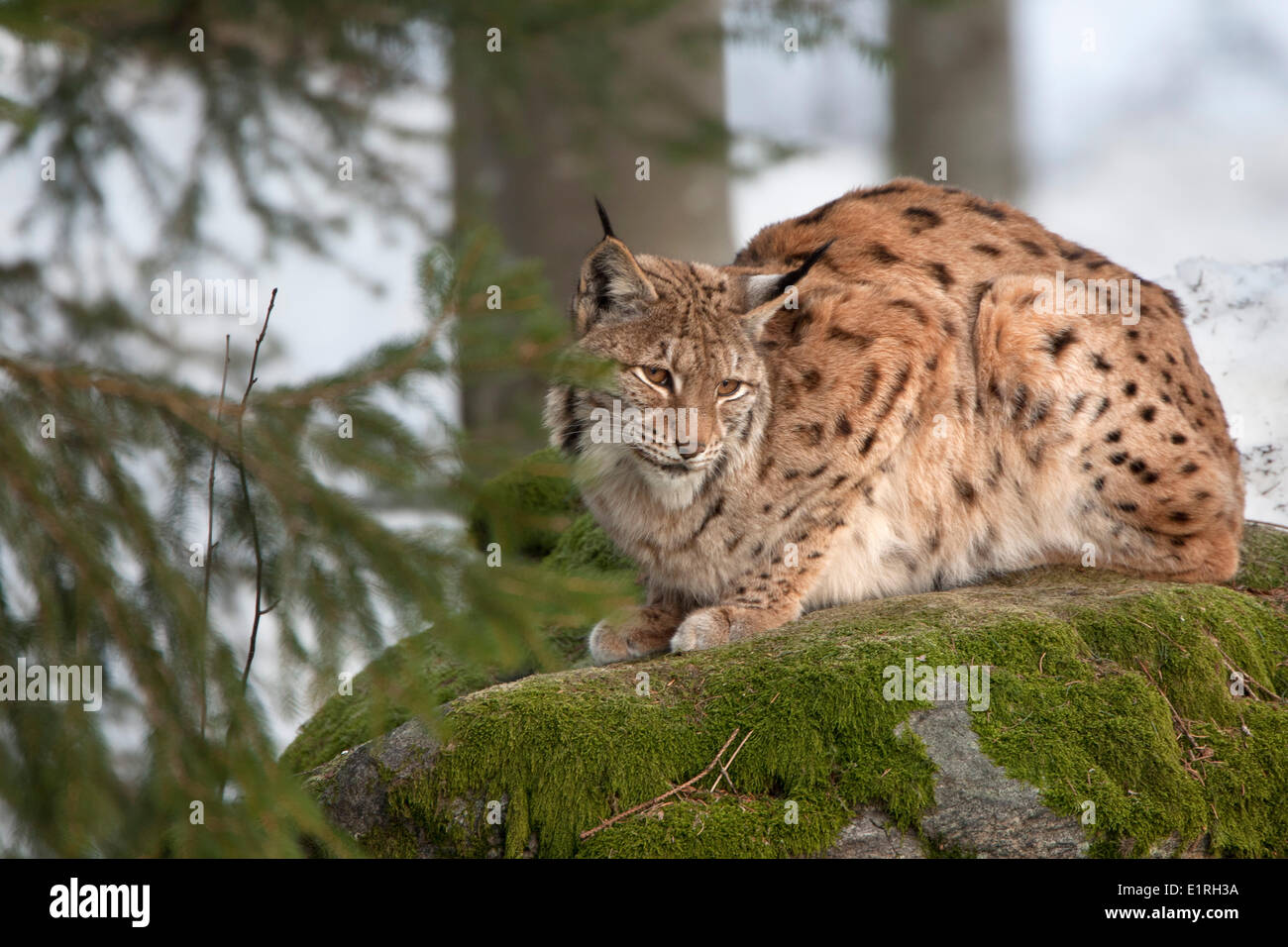 Eurasian lynx lynx lynx on a rock hi-res stock photography and images ...