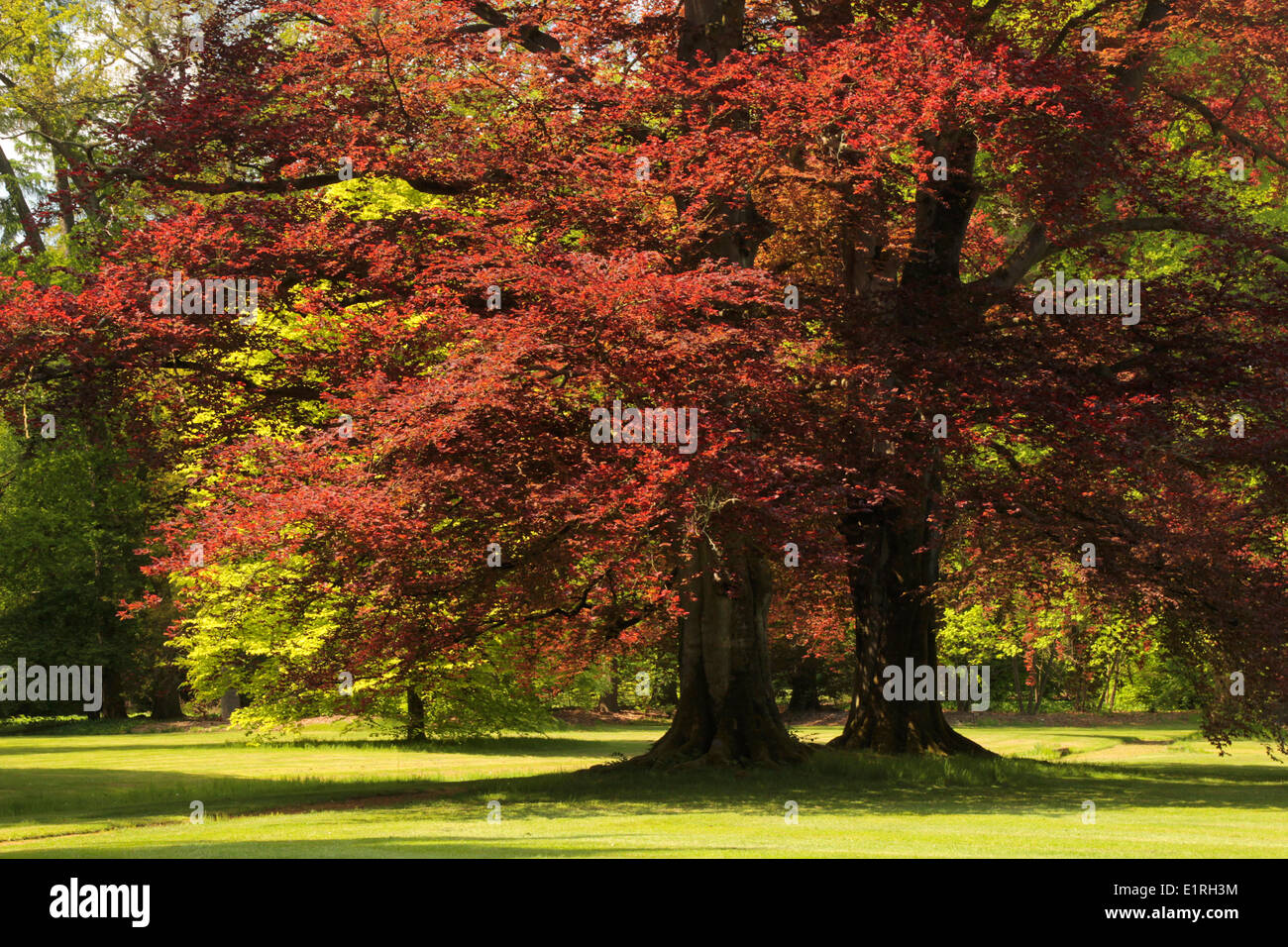 Red springleaves of a red beech Stock Photo - Alamy