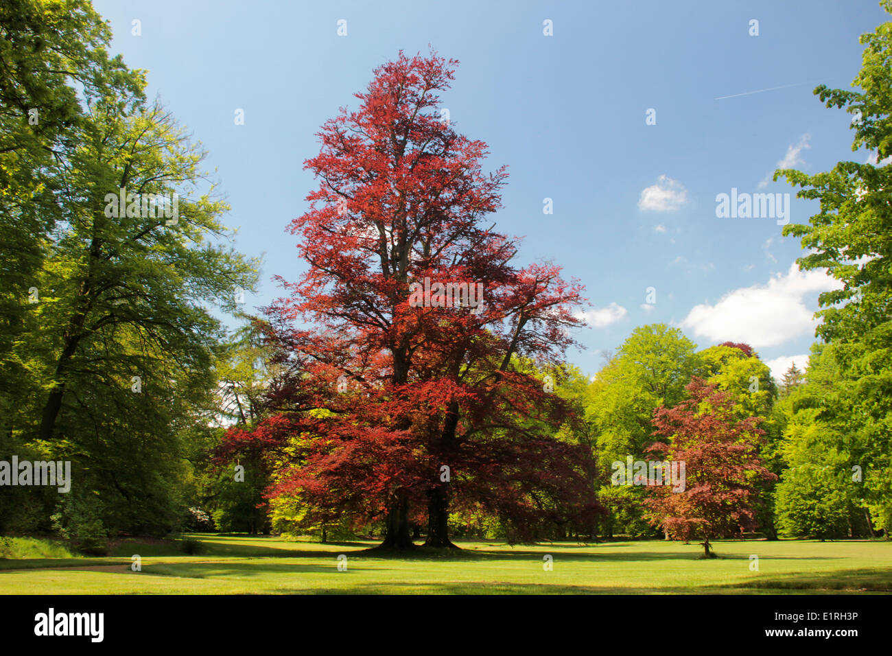 Red springleaves of a red beech Stock Photo - Alamy