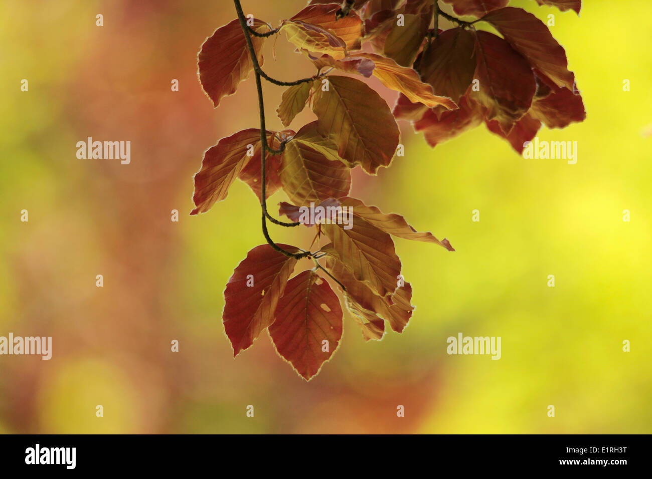 Springleaves hi-res stock photography and images - Alamy