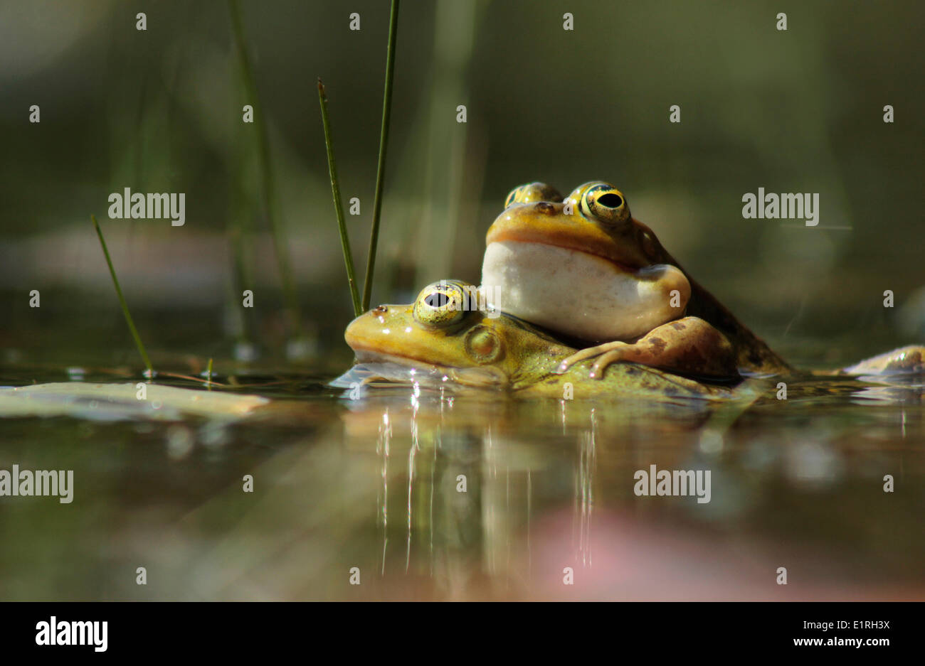 Mating edible frogs hi-res stock photography and images - Alamy