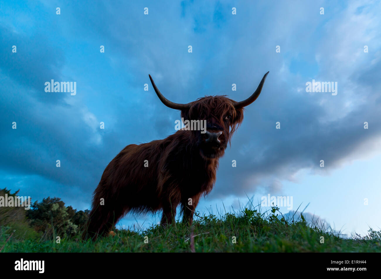 highland cattle shortly after sunset Stock Photo - Alamy