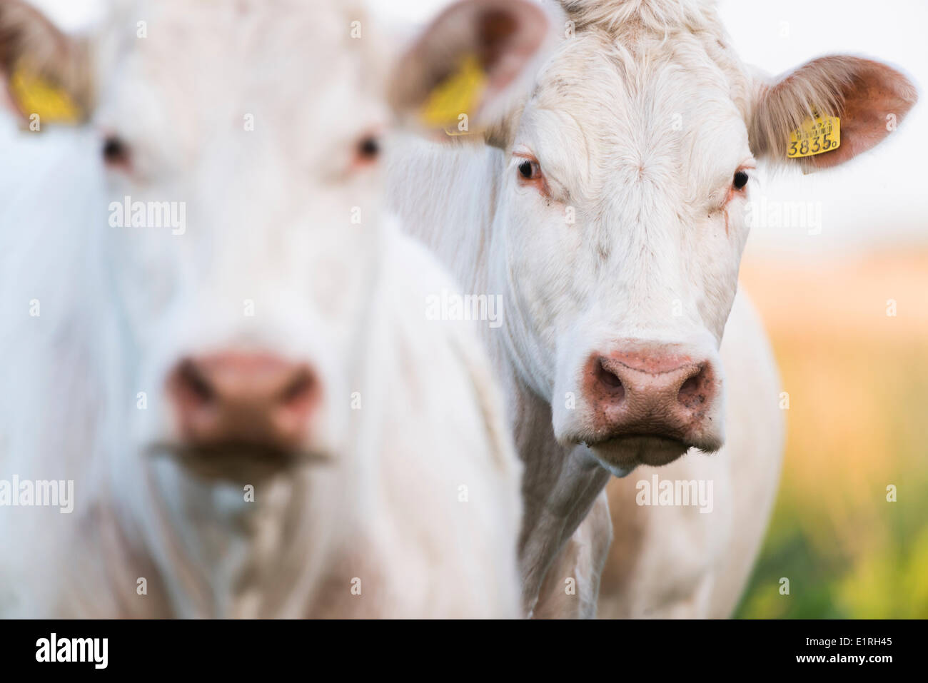 cows at the beningerslikken nature reserve in the Dutch delta Stock ...