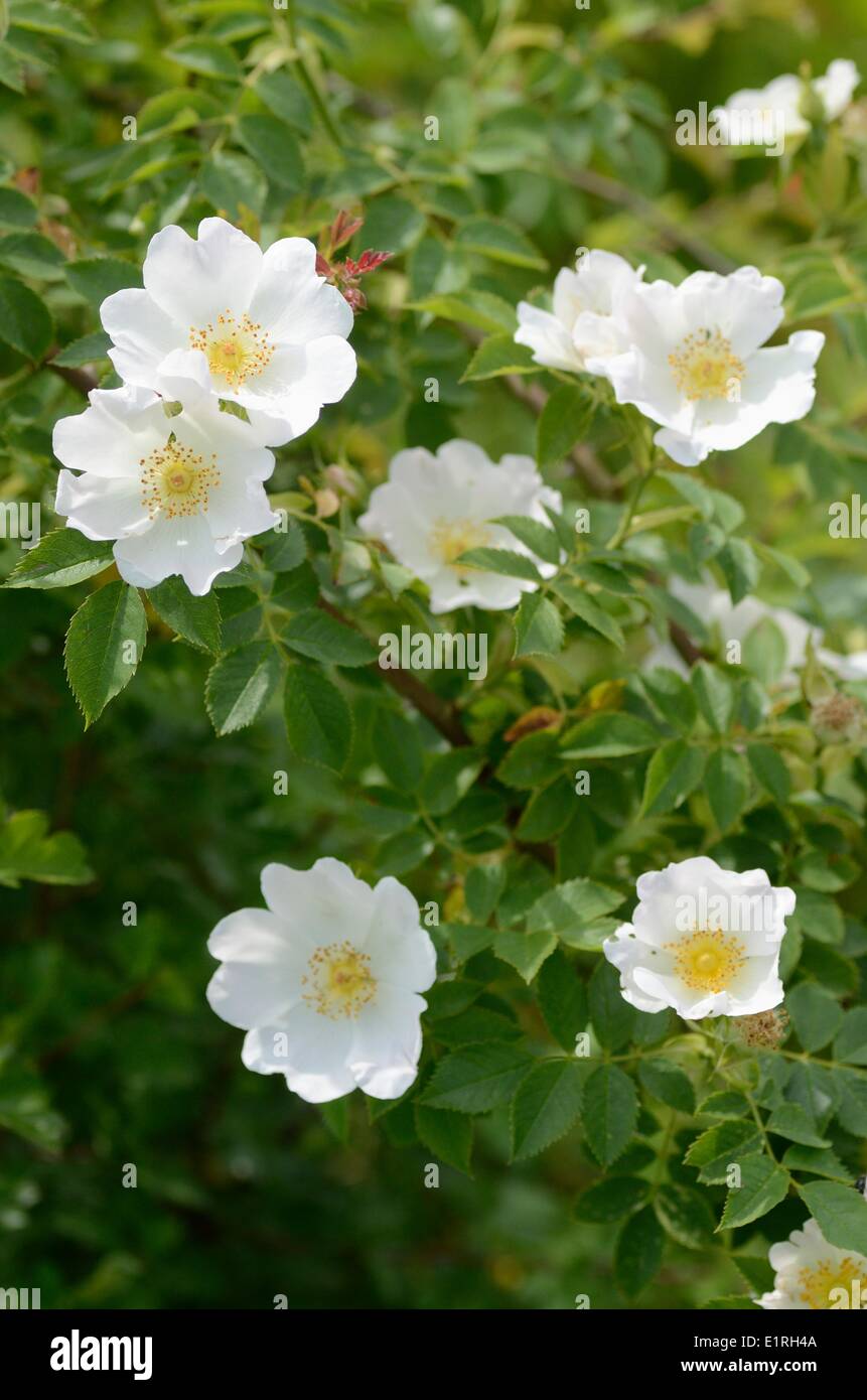 Common dog rose hi-res stock photography and images - Alamy