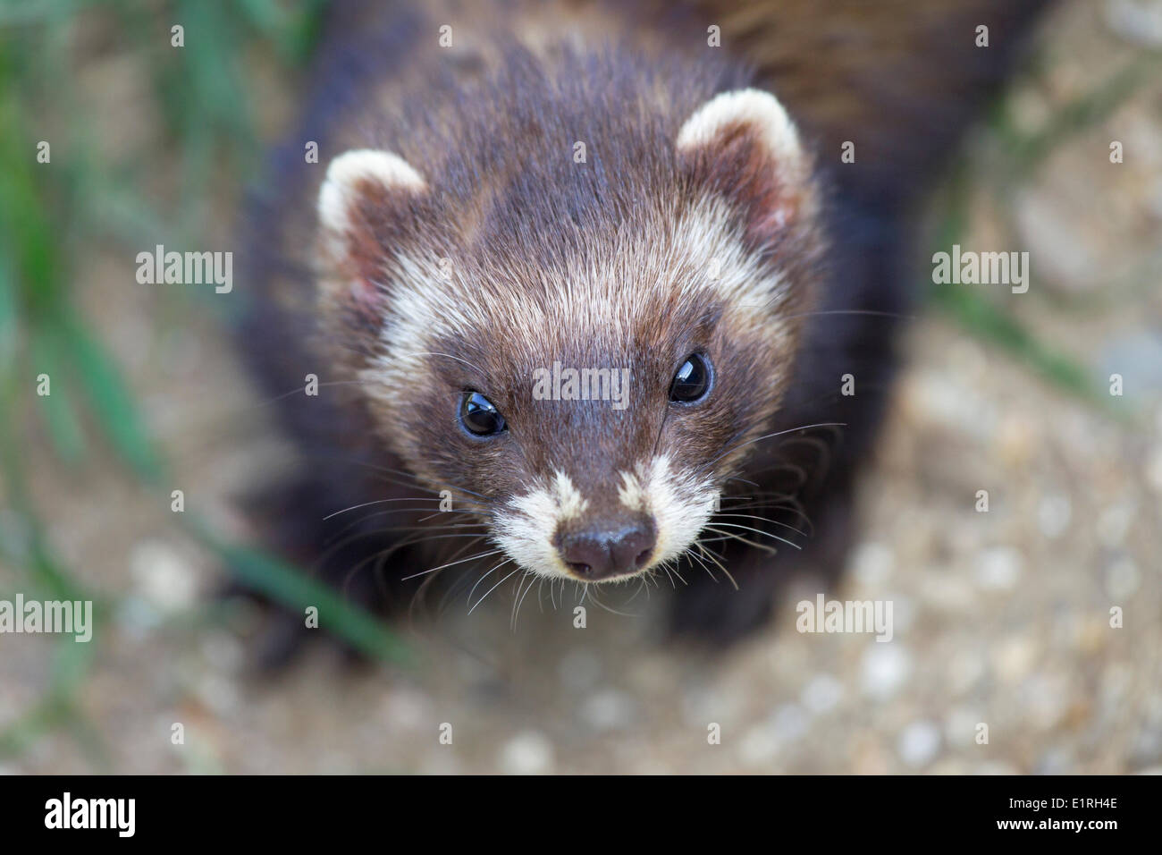 Western polecat hi-res stock photography and images - Alamy