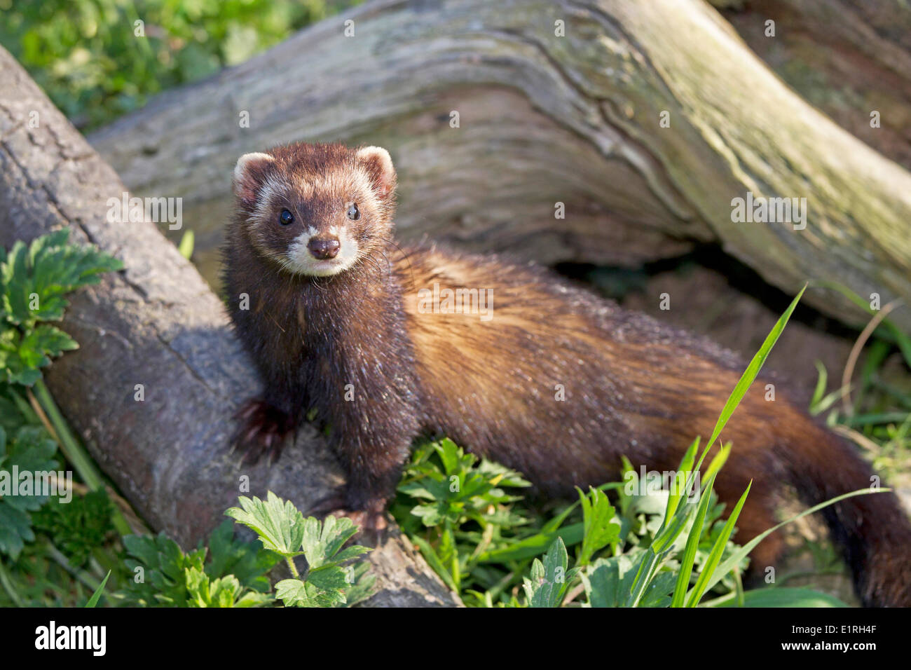 Western polecat hi-res stock photography and images - Alamy