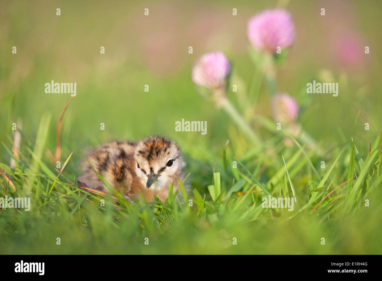 photo of a young common redshank chick between grass Stock Photo - Alamy