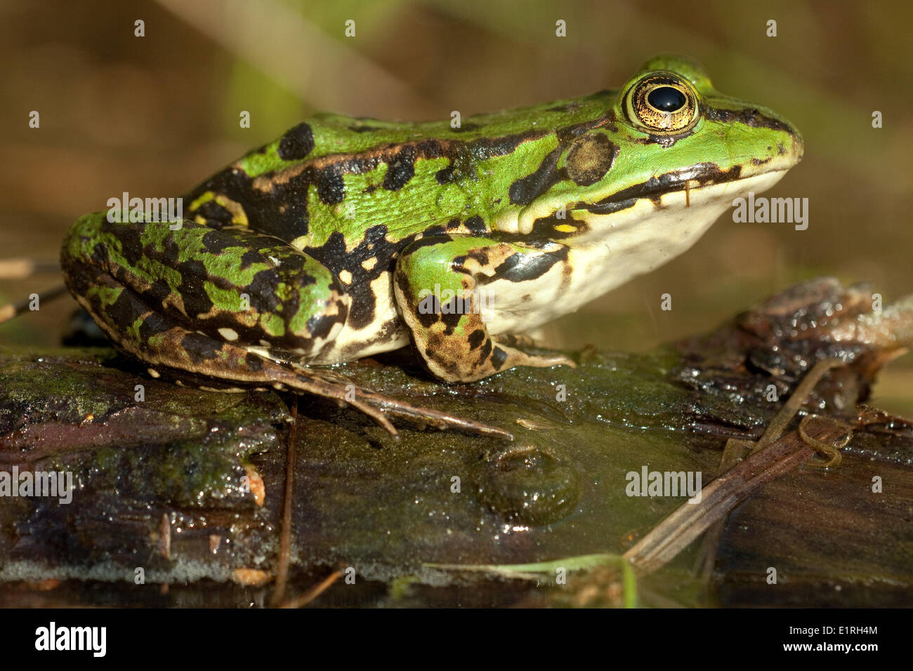 Phelophylax frog hi-res stock photography and images - Alamy