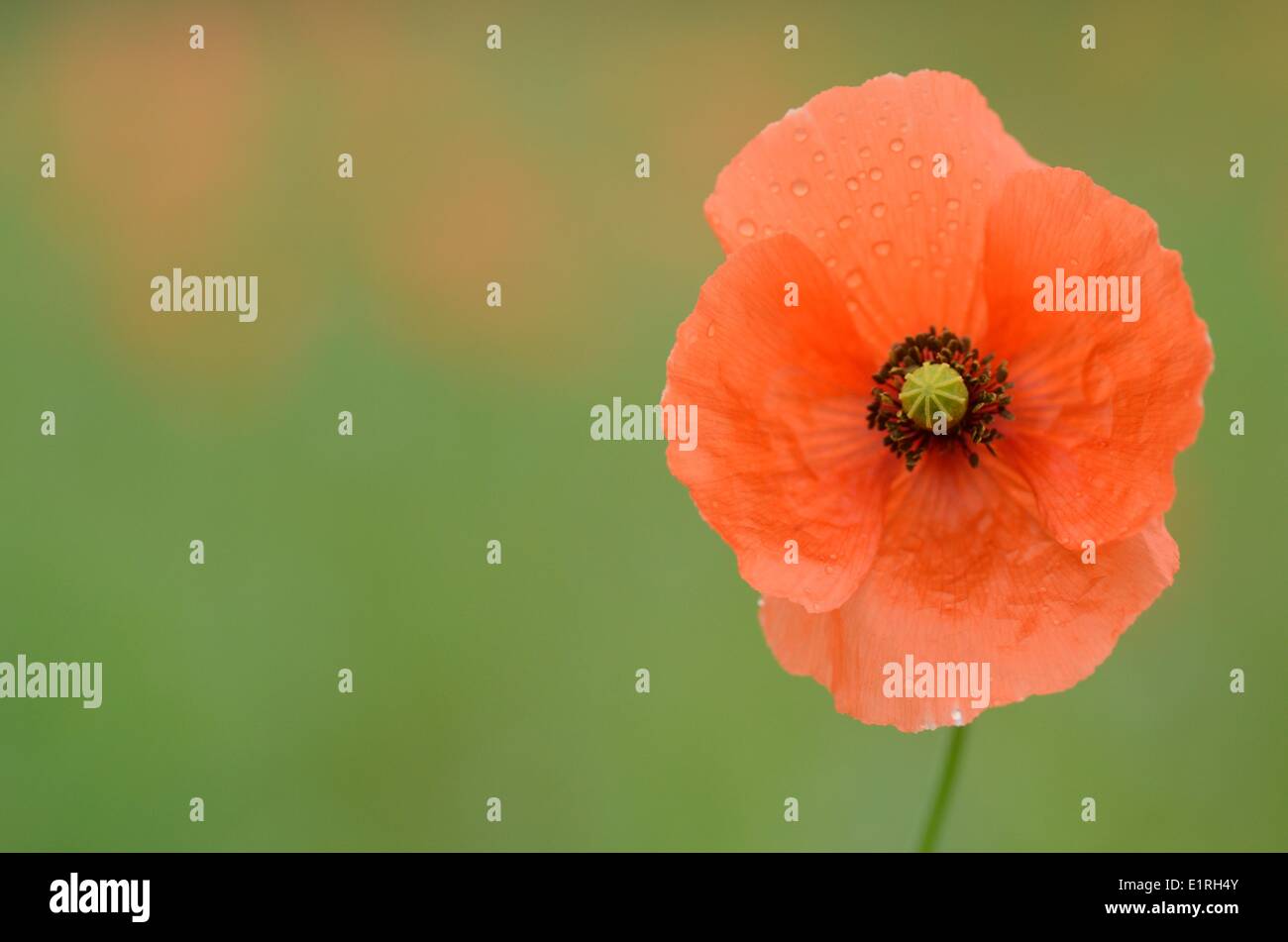 Common Poppies flowering Stock Photo - Alamy