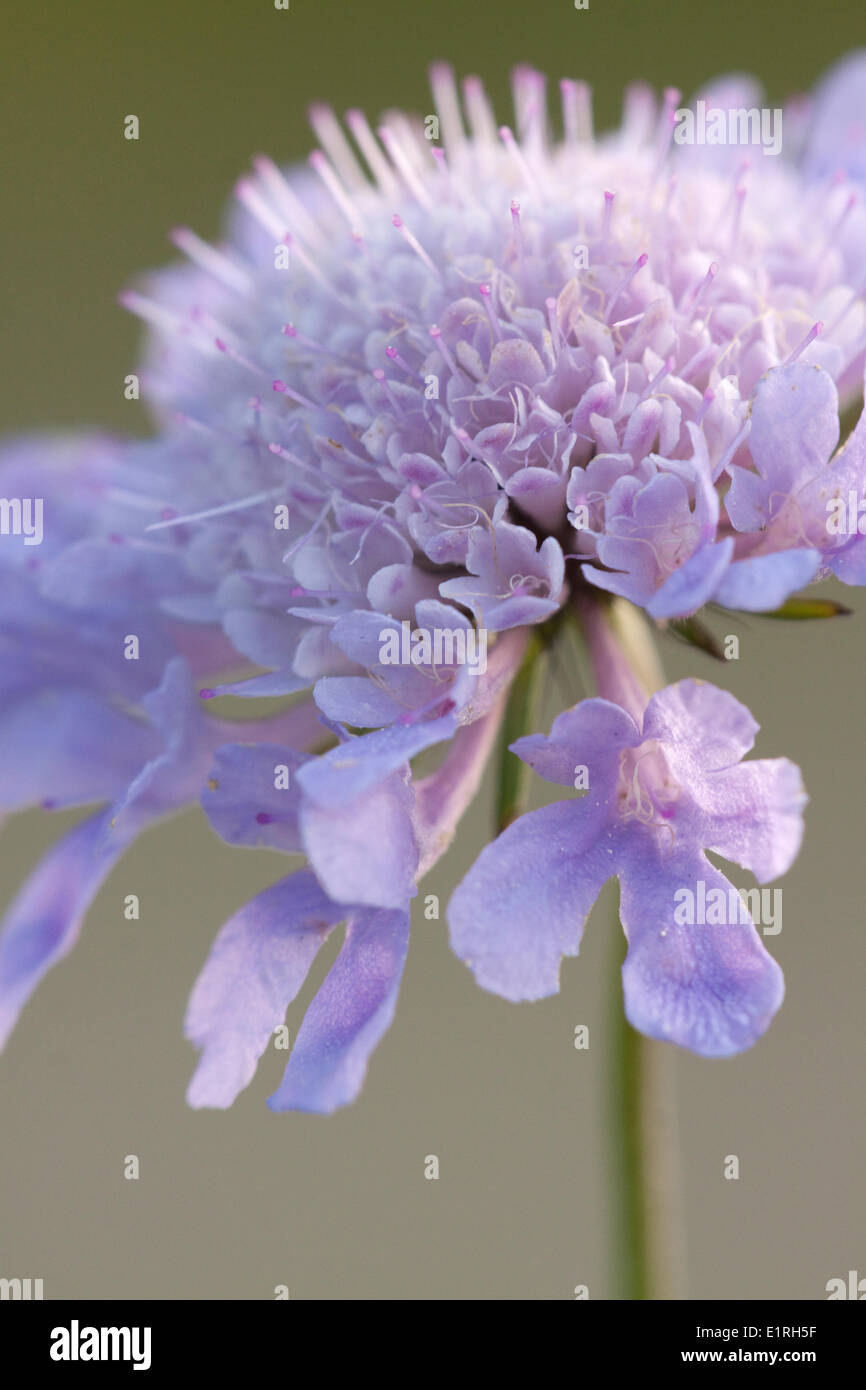 Beautiful scabious hi-res stock photography and images - Alamy