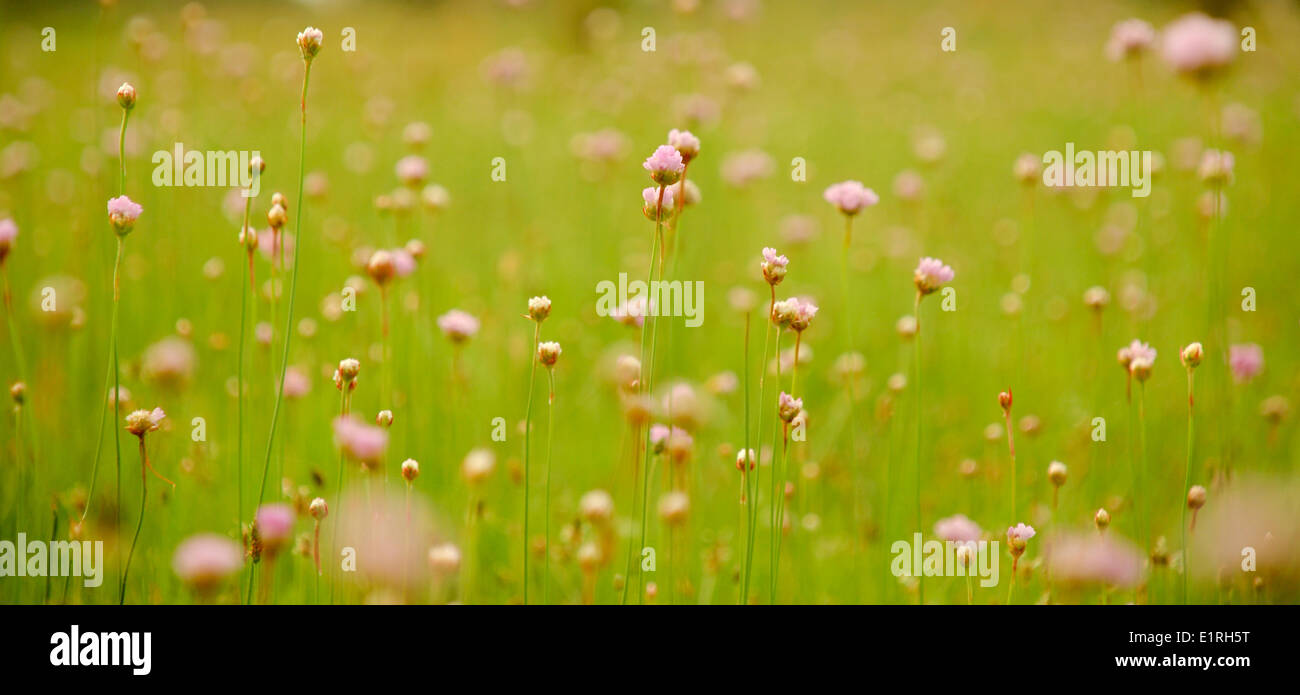 Marsh Daisy is a plant species typical for coastal areas, since it ...