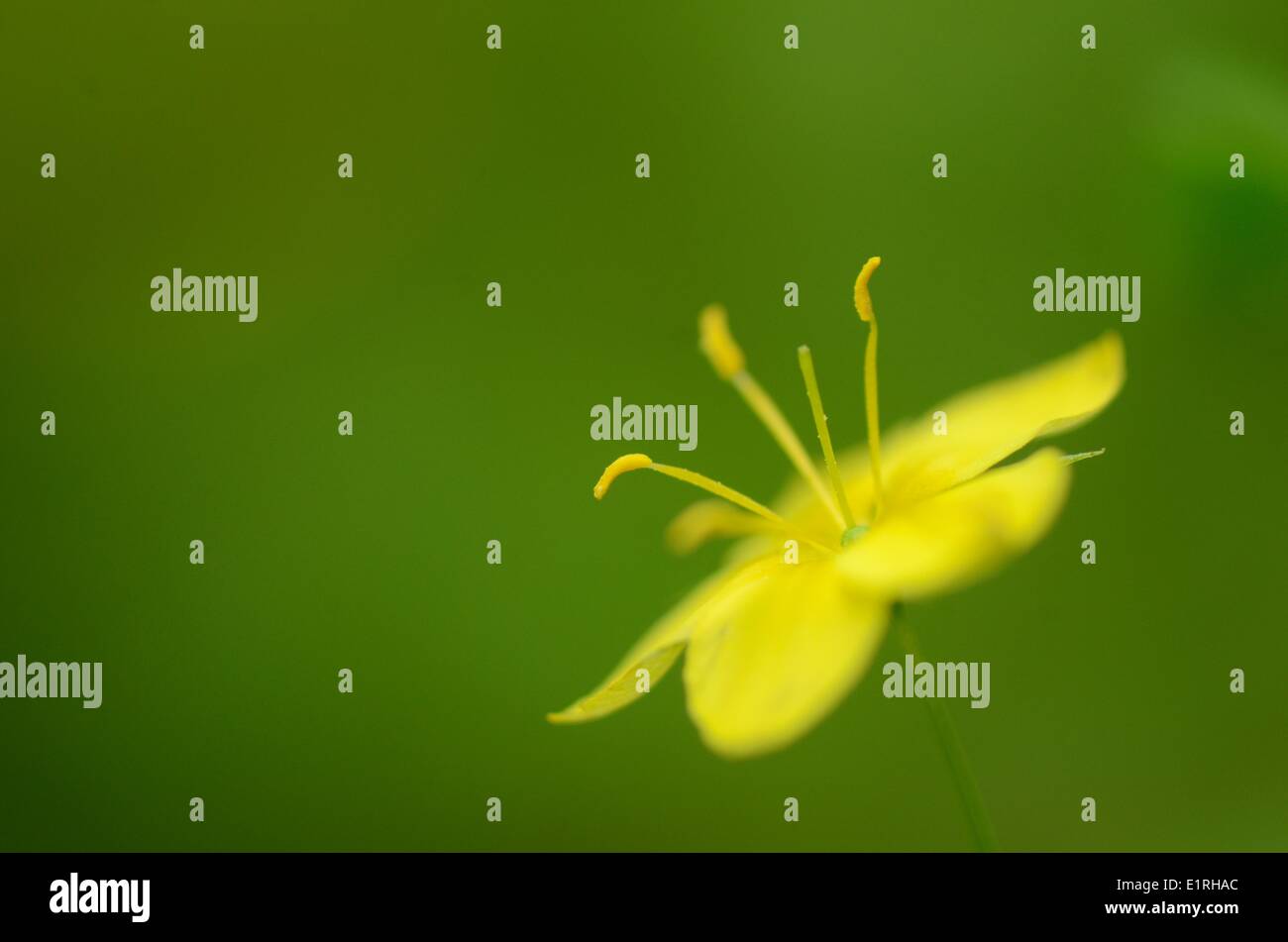 Pimpernel High Resolution Stock Photography and Images - Alamy