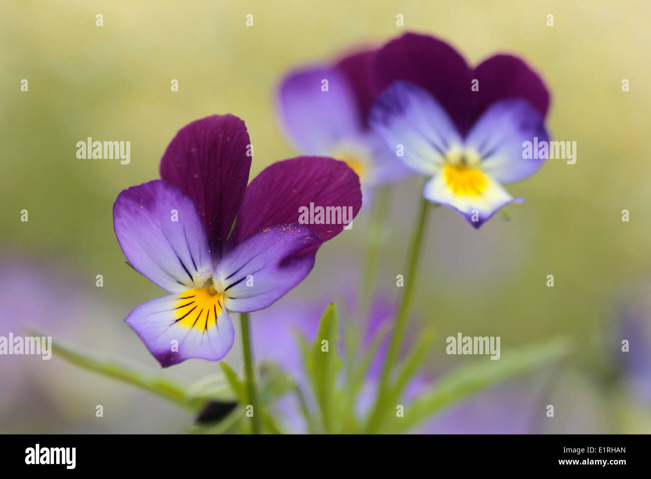 Viola fields hi-res stock photography and images - Alamy