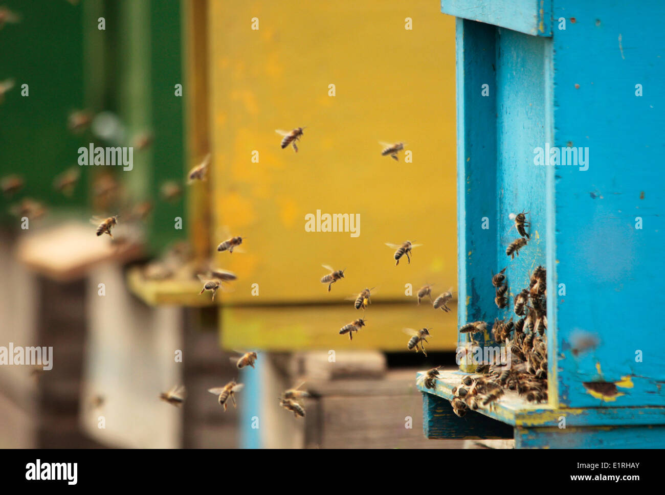 Honey bees flying to the bee hive Stock Photo - Alamy
