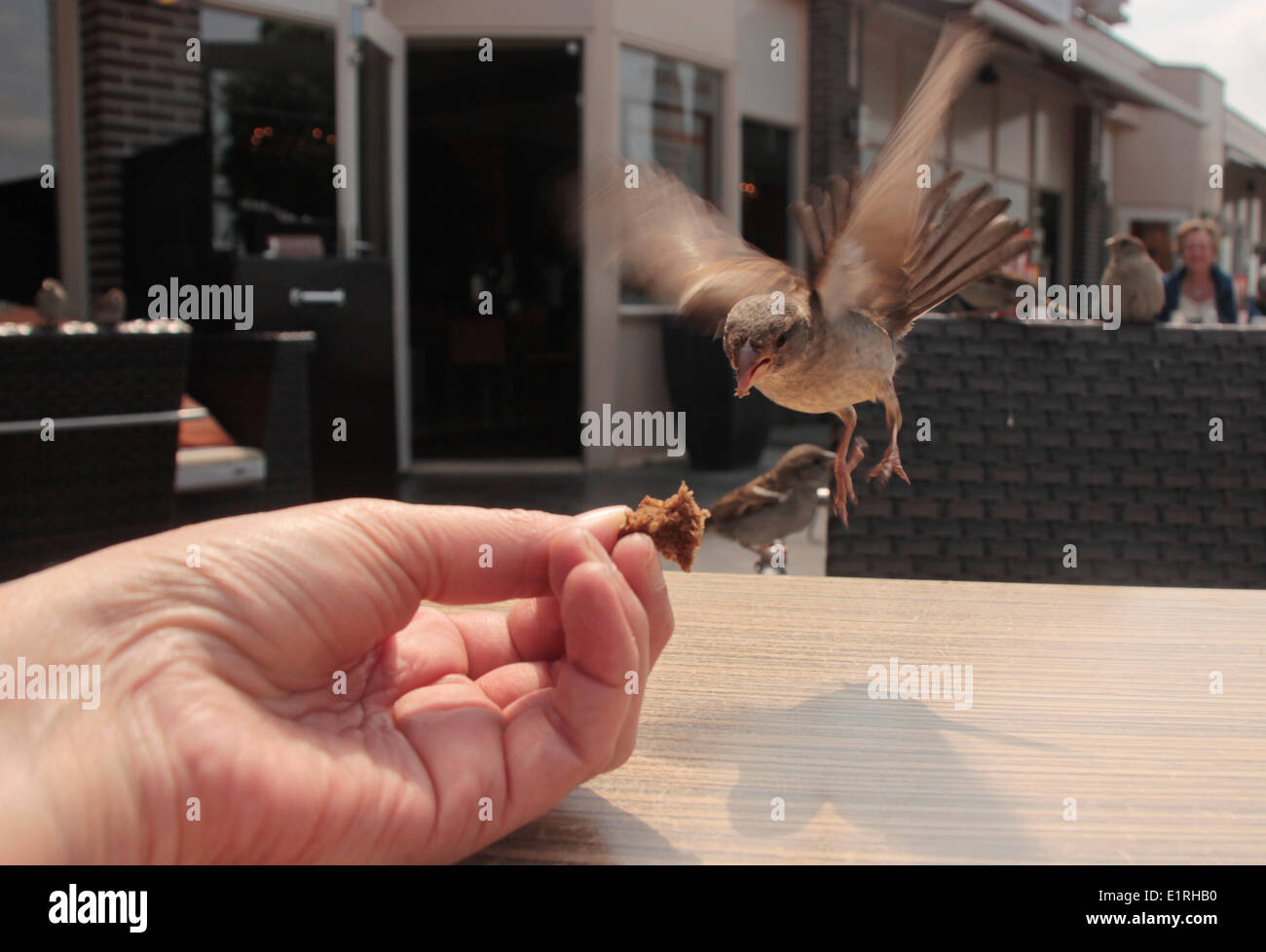 House Sparrow eating bread reached by a hand Stock Photo - Alamy