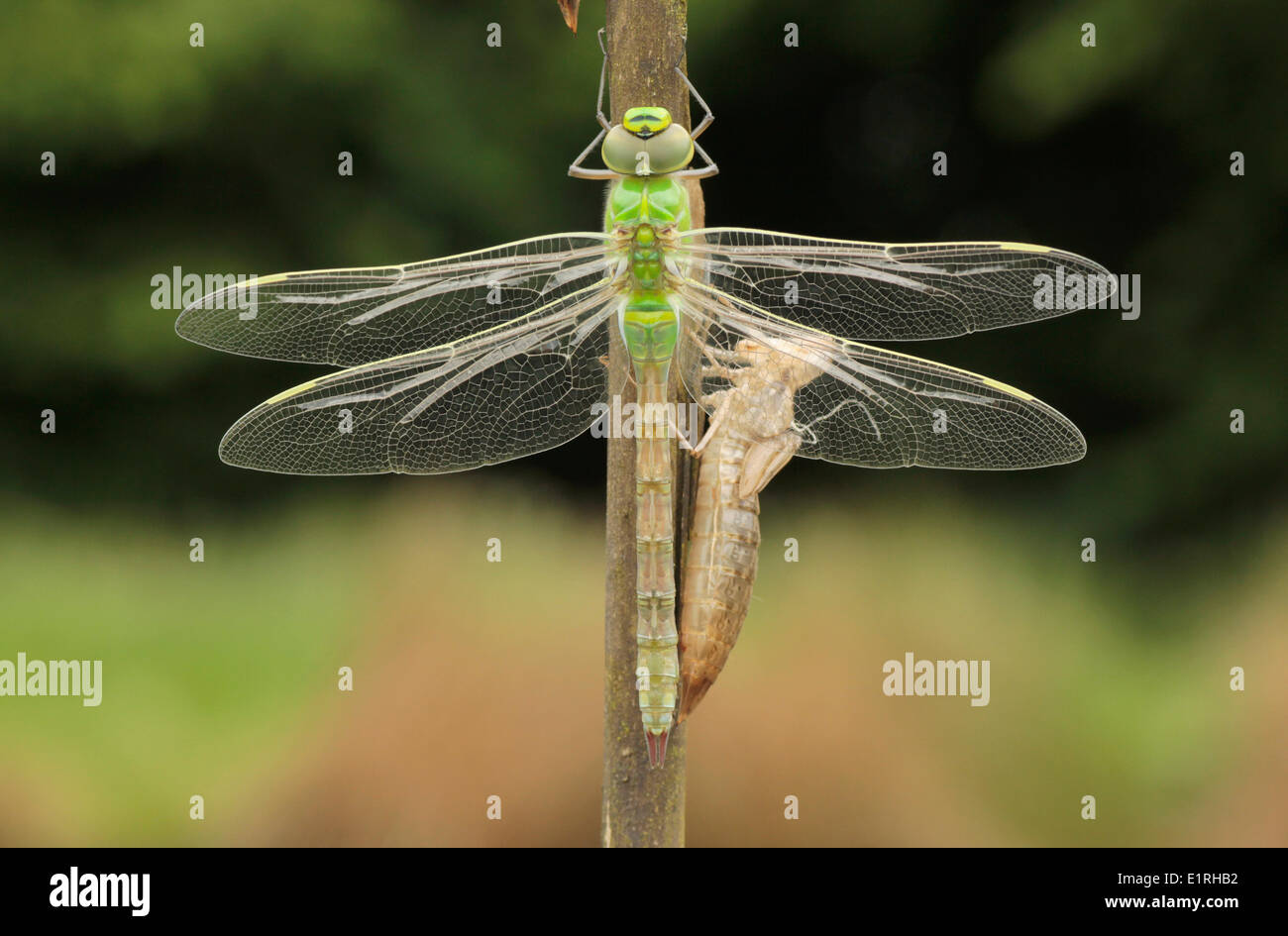 Dragonfly development hi-res stock photography and images - Alamy